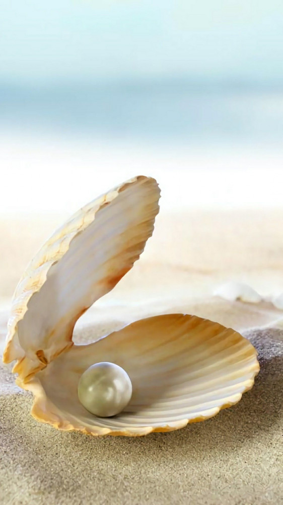 🔥 [70+] Clam Shell Wallpapers | WallpaperSafari