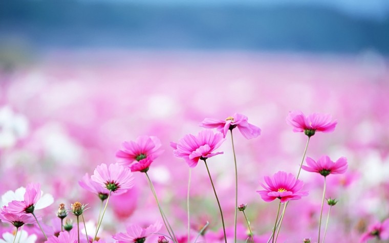 🔥 [140+] Cute Flower Backgrounds | WallpaperSafari