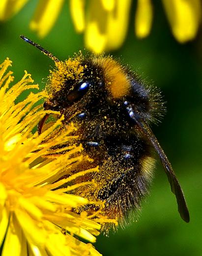 🔥 [100+] Caedes Wallpapers Backgrounds | WallpaperSafari