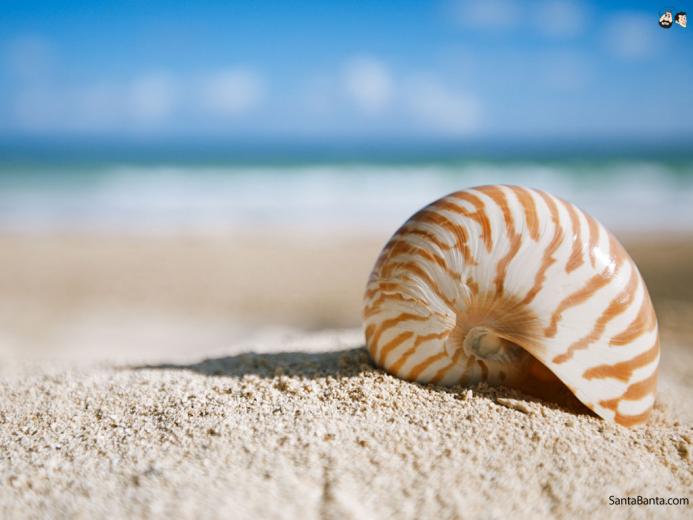 🔥 [40+] Shells on the Beach Wallpapers | WallpaperSafari