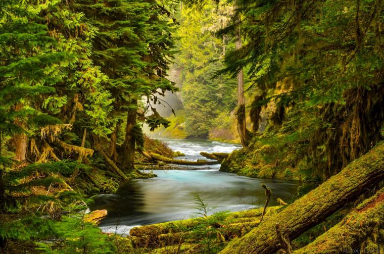 🔥 Free Download Oregon Forest River Nature Trees Stones Moss Wallpaper