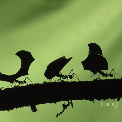 🔥 [50+] Microsoft Animal Wallpapers | WallpaperSafari