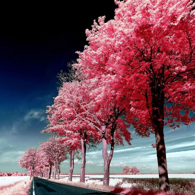 🔥 [90+] Pink Tree Wallpapers | WallpaperSafari