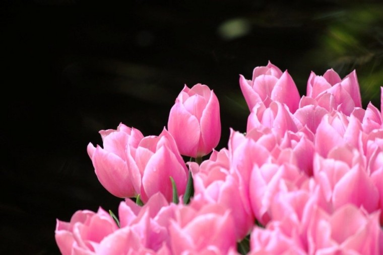 🔥 [60+] Pink Tulips Wallpapers | WallpaperSafari
