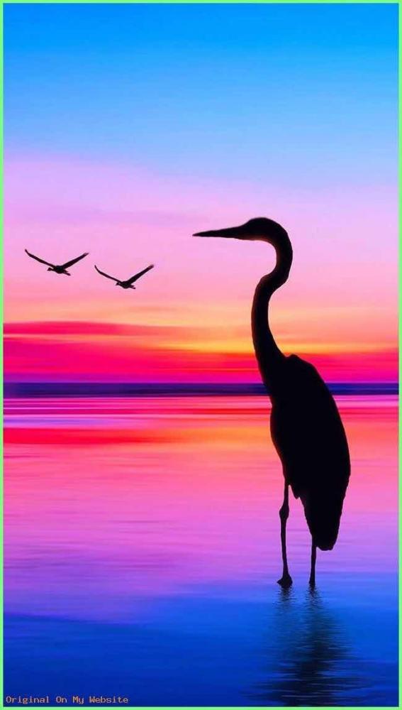 🔥 [30+] Sunset Bird Wallpapers | WallpaperSafari