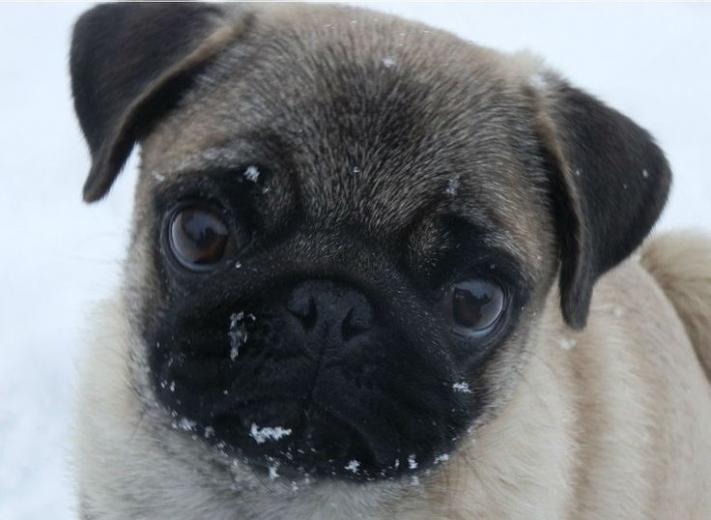 🔥 [50+] Cute Pug Puppy Wallpapers | WallpaperSafari