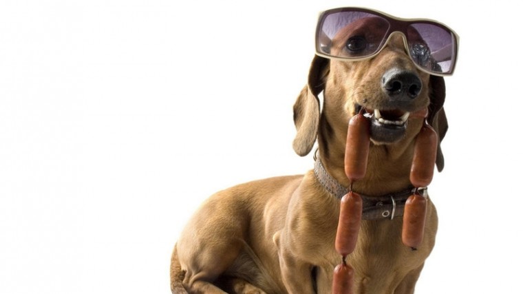 🔥 [80+] Weiner Dog Wallpapers | WallpaperSafari