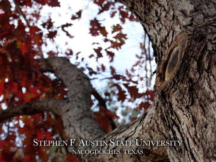 🔥 [100+] SFASU Backgrounds | WallpaperSafari