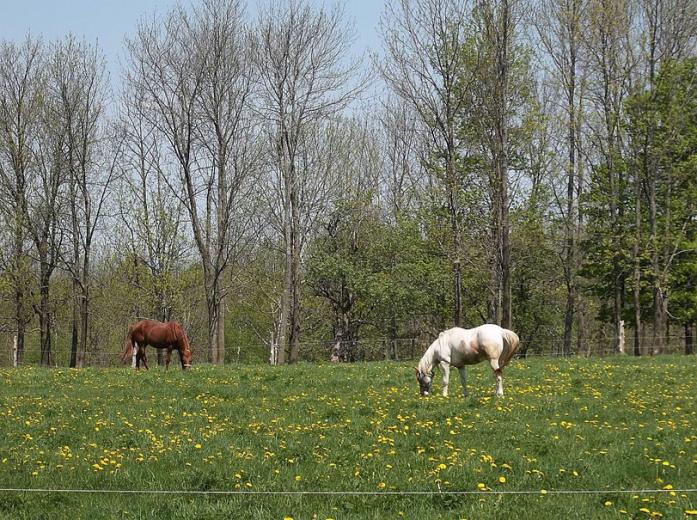 🔥 [40+] Spring Wallpapers with Horses | WallpaperSafari