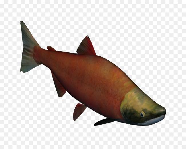 🔥 Free Download Shark Fin Background by @richardhernandez | WallpaperSafari