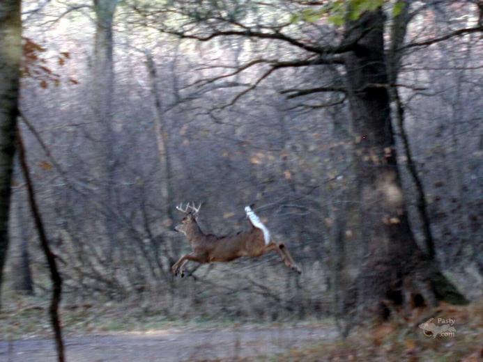 🔥 [50+] Deer Scene Wallpapers | WallpaperSafari