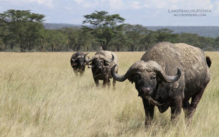 🔥 [50+] One Buffalo Wallpapers | WallpaperSafari