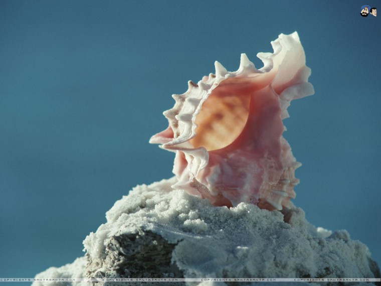 Free download Wallpaper seashell tropical paradise beach coast sea blue ...