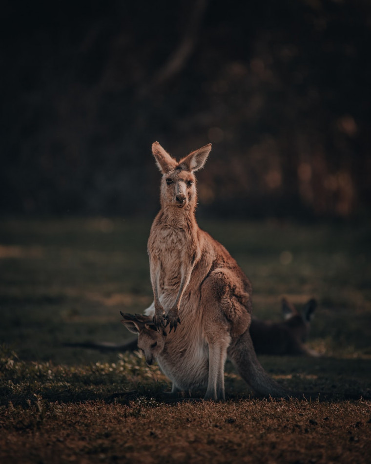 🔥 [20+] Red Kangaroo Wallpapers | WallpaperSafari
