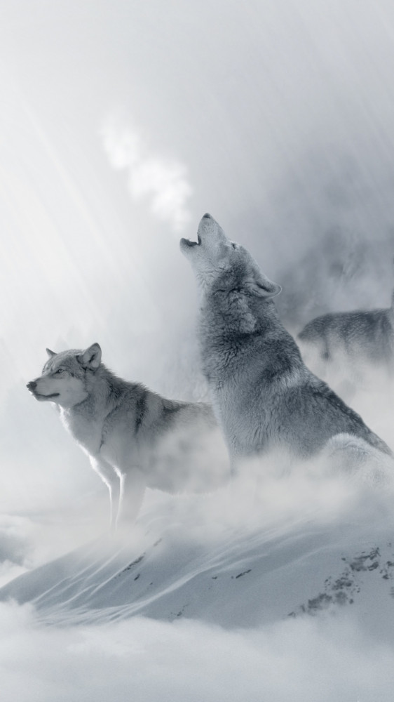 🔥 [40+] Wolf Phone Wallpapers | WallpaperSafari