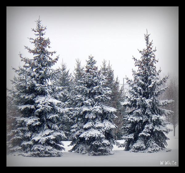 🔥 [70+] Snowy Trees Wallpapers | WallpaperSafari