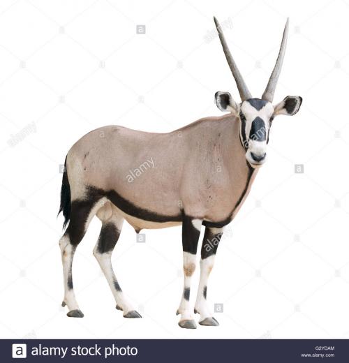 Free download oryx clipart african animal oryx PNG image with ...