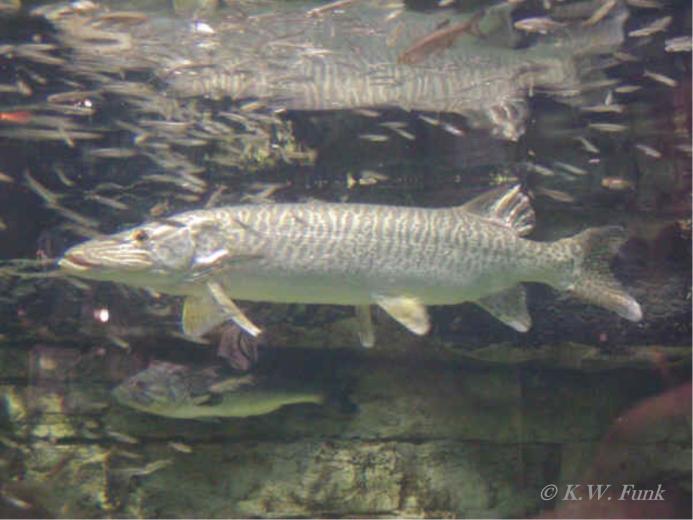 🔥 [30+] Musky Wallpapers | WallpaperSafari