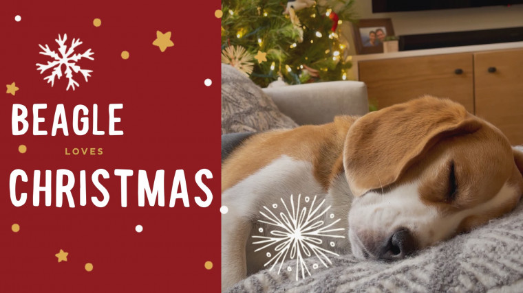 🔥 [30+] Christmas Beagle Wallpapers | WallpaperSafari
