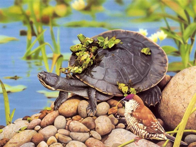 🔥 [80+] Cute Turtle Wallpapers | WallpaperSafari