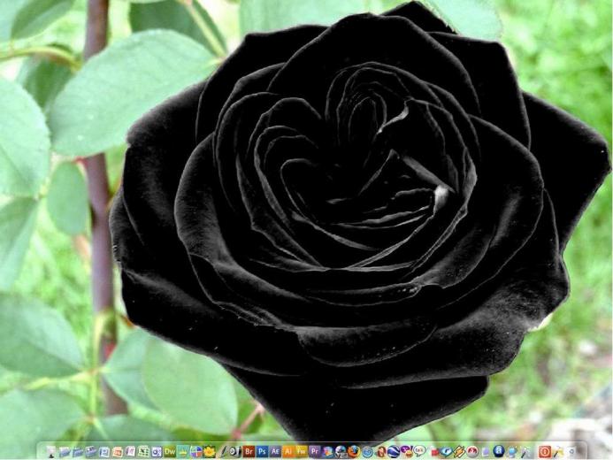 Free download Black Rose Wallpapers Beautiful Black Roses HD Wallpaper ...