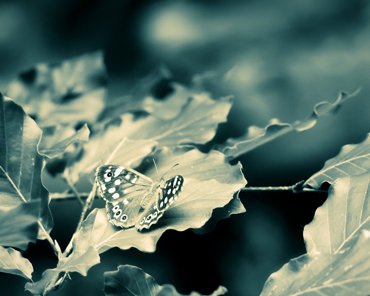 🔥 [70+] Papillon Wallpapers | WallpaperSafari