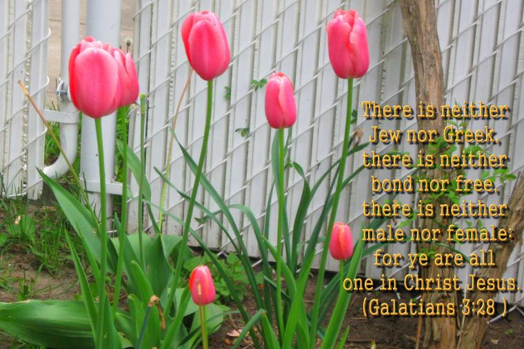 🔥 [150+] Free Scripture Spring Wallpapers | WallpaperSafari