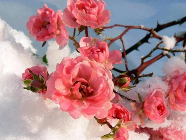 🔥 [90+] Winter Flowers Wallpapers | WallpaperSafari