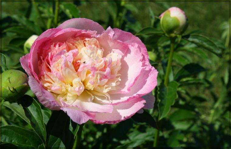 🔥 [100+] Caedes Wallpapers Backgrounds | WallpaperSafari