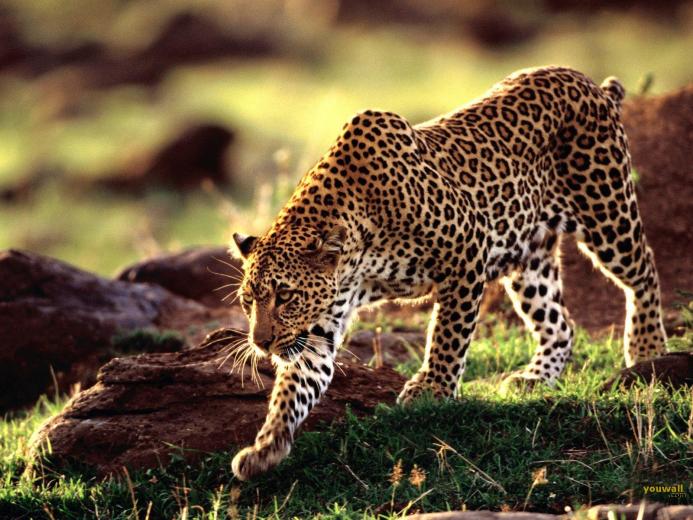 🔥 [90+] Leopard Wallpapers for Desktop | WallpaperSafari