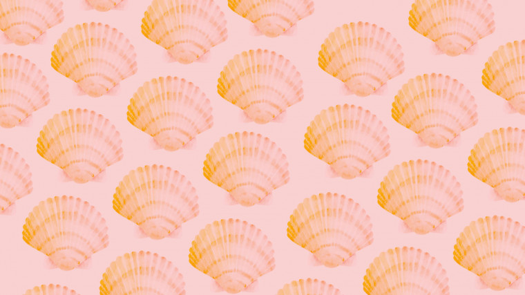 🔥 [60+] Shell Wallpapers | WallpaperSafari