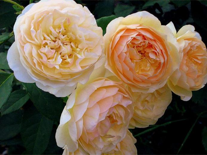 🔥 Free Download Victorian Feminine Cabbage Rose Wallpaper cg5641 Double ...