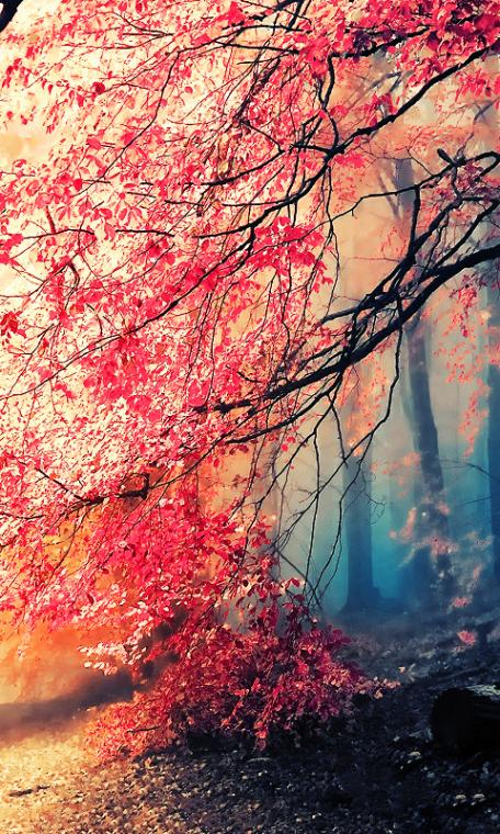 🔥 [110+] Paras HD Wallpapers | WallpaperSafari