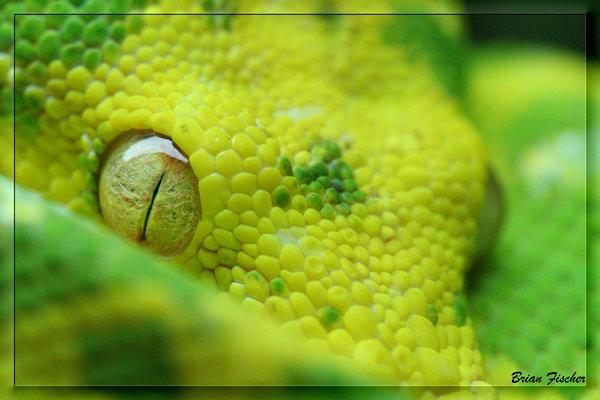 🔥 [50+] Green Tree Python Wallpapers | WallpaperSafari