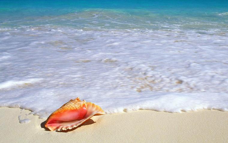 🔥 [40+] Shells on the Beach Wallpapers | WallpaperSafari