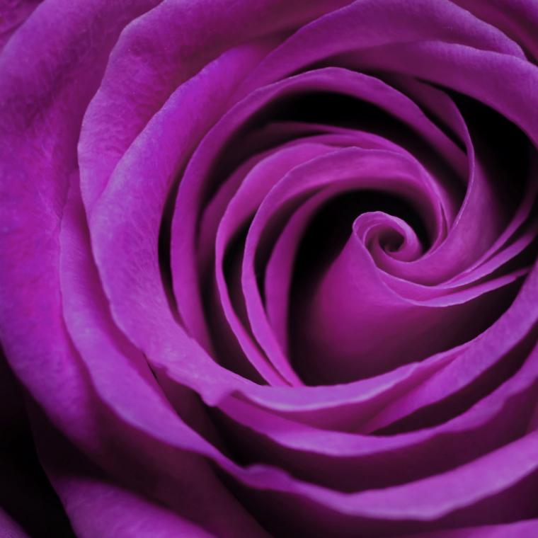 🔥 [70+] Violet Rose Wallpapers | WallpaperSafari