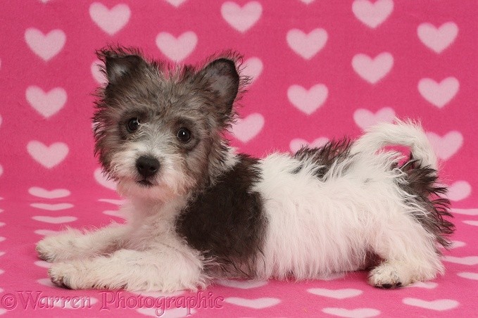 🔥 [40+] Pink Jack Russell Wallpapers | WallpaperSafari