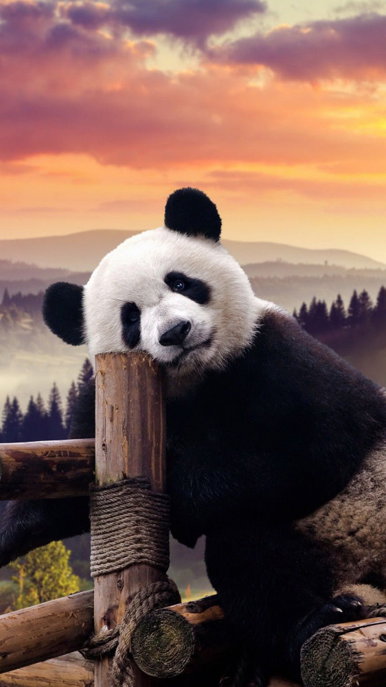🔥 [50+] Panda Wallpapers | WallpaperSafari