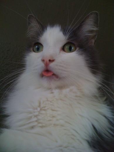 🔥 [40+] Derpy Cat Wallpapers | WallpaperSafari