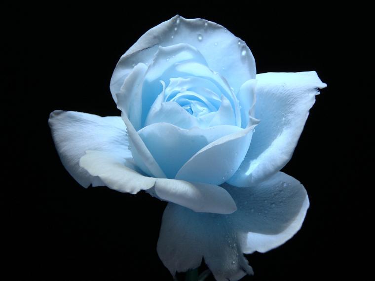 🔥 [20+] Light Blue Roses Wallpapers | WallpaperSafari