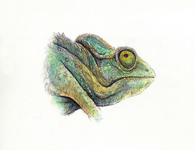 🔥 Free Download Veiled Chameleon By Toriroz by @scottgrant ...