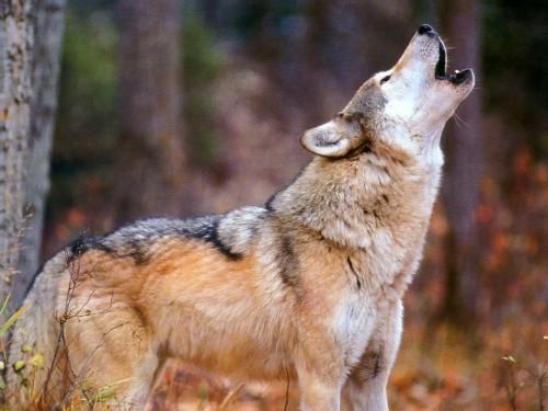 🔥 [60+] Free Wolves Screensavers and Wallpapers | WallpaperSafari