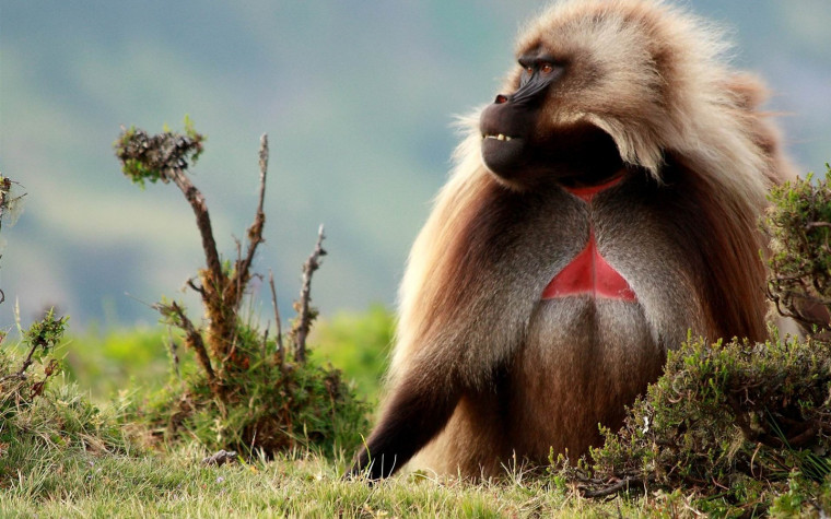 🔥 [40+] Baboon Wallpapers | WallpaperSafari