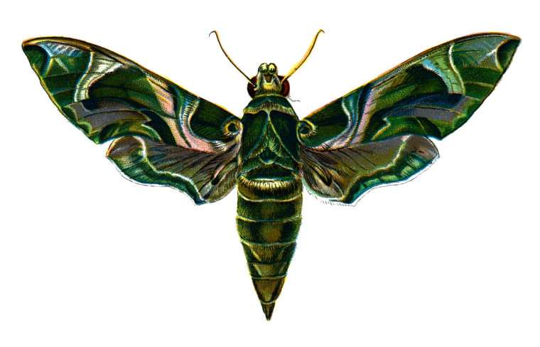 🔥 Free Download Vibrant Sphinx Moth Illustration Wallpaper by ...