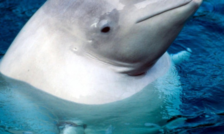 🔥 Free Download Your Ridiculously Cool Beluga Whale Wallpaper Has ...