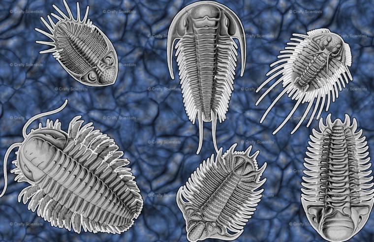 🔥 [20+] Trilobite Wallpapers | WallpaperSafari