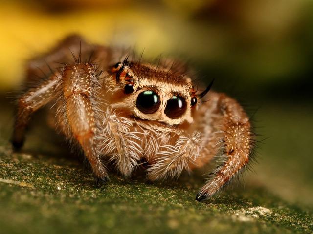 🔥 [50+] Cute Spider Wallpapers | WallpaperSafari