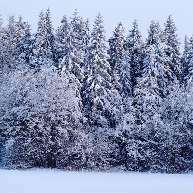 🔥 [40+] Winter Forest Wallpapers | WallpaperSafari