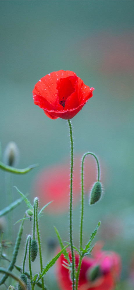 🔥 Free Download Red Petaled Flower Close Up Photography Iphone ...