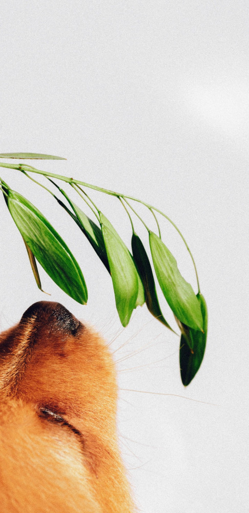 🔥 [50+] Dog Aesthetic Wallpapers | WallpaperSafari